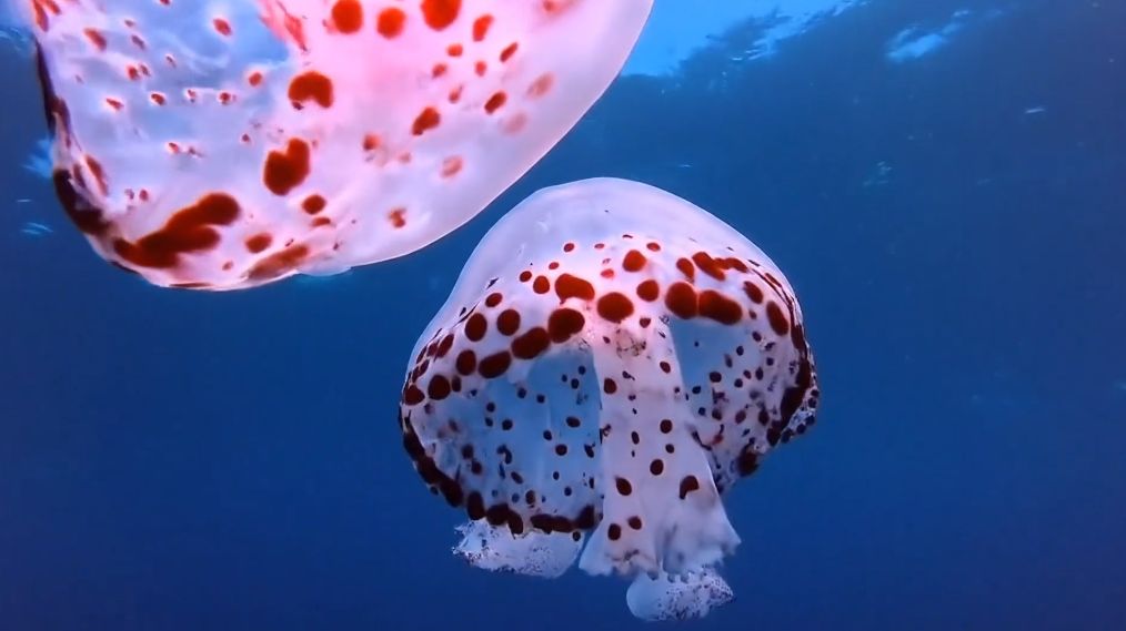 Google Veo Alternatives: Top 12 AI Video Generators & Similar Websites ...