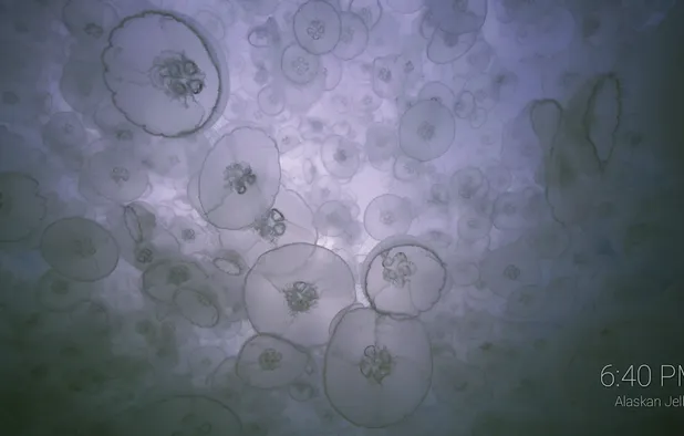 Fliqlo Screensaver Alternatives - Explore Similar Software | AlternativeTo