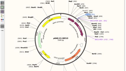 SnapGene Viewer: Is revolutionary software that allows molecular ...