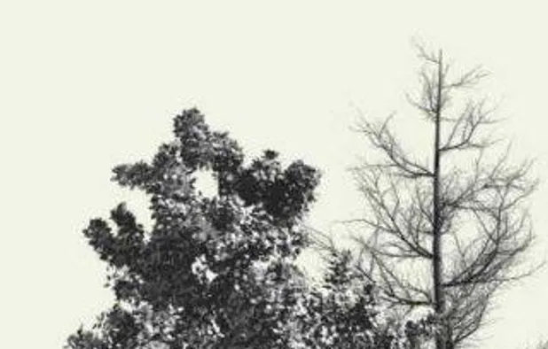 SpeedTree Alternatives: Top 11 3D Modelers & Similar Apps | AlternativeTo