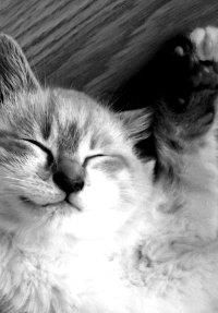 placekitten: Kitten-themed placeholder images for developers :3 ...