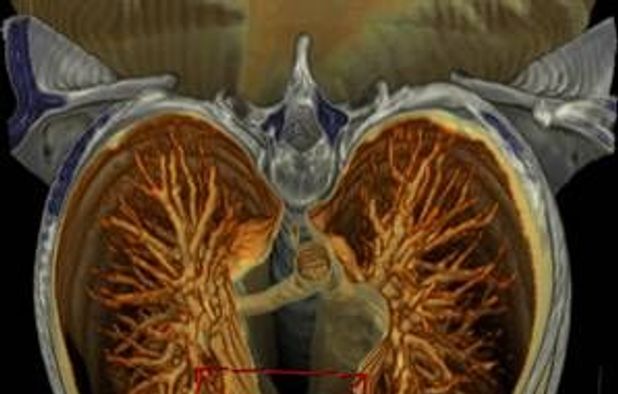 RadiAnt DICOM Viewer Alternatives: Top 10 DICOM Viewers & Similar Apps | AlternativeTo