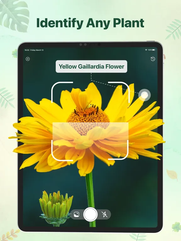 Plant identifier - Find Insect: Snap a photo of any plant, flower, or ...