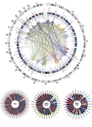 Circos Alternatives: 25+ Charting Library Tools & Similar Apps ...