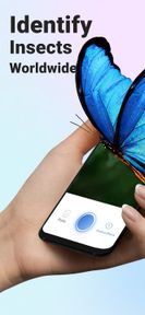 Picture Insect: Picture insect is an easy-to-use insect identifier tool ...