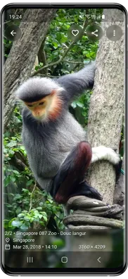 Aves: A gallery and metadata explorer app, built for Android with ...