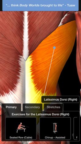 MuscleWiki Alternatives and Similar Apps & Services | AlternativeTo