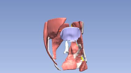 Open Anatomy: The Open Anatomy Project is an ambitious project to fundamentally change the ...