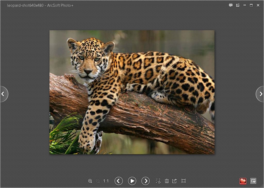 photo+ Alternatives: Top 8 Image Viewers & Similar Apps | AlternativeTo
