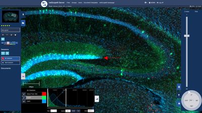 netScope Desk Alternatives: Top 3 Image Viewers and similar apps ...