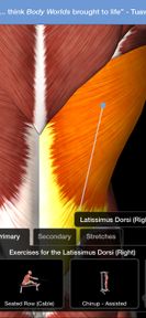 MuscleWiki Alternatives and Similar Apps & Services | AlternativeTo