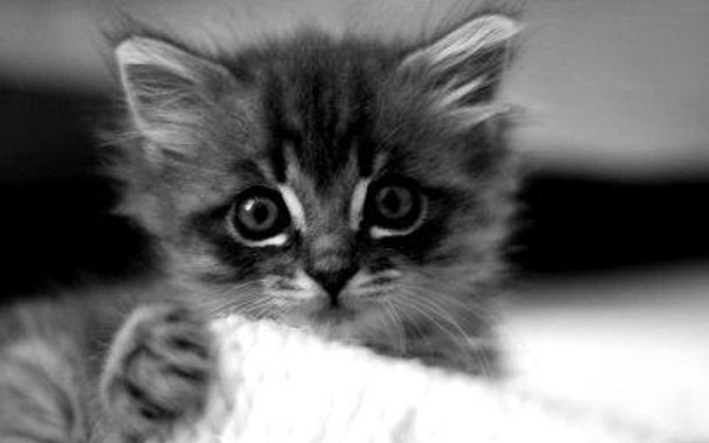 placekitten: Reviews, Features, Pricing & Download | AlternativeTo