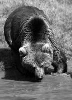 placebear Alternatives - Explore Similar Sites & Apps | AlternativeTo