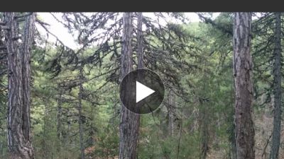 Weave (Video + Camera) Alternatives: Top 10 Video Editors and similar ...