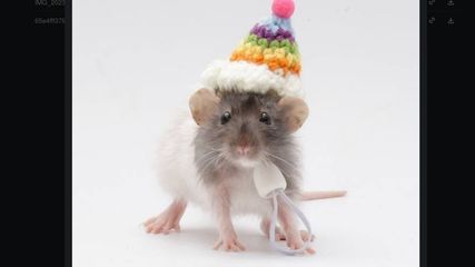 Pingvin Share: A self-hosted file sharing platform that combines ...