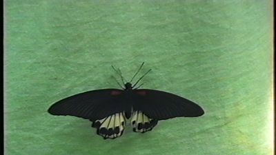 ntscQT: App Reviews, Features, Pricing & Download | AlternativeTo